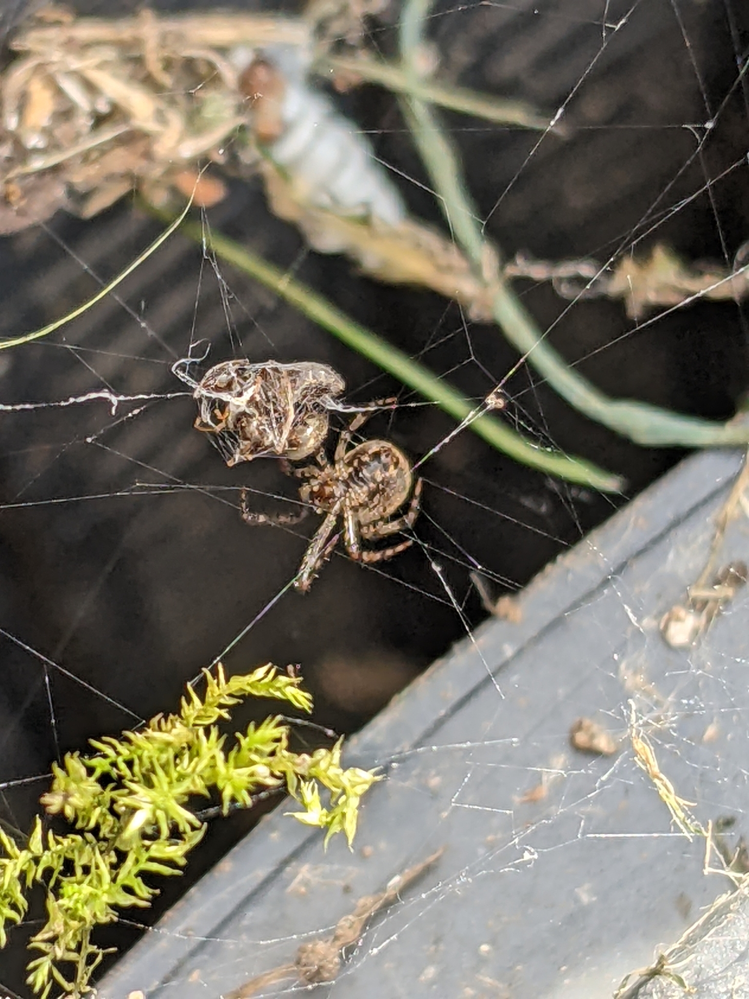 Cryptachaea blattea (Urquhart, 1886)