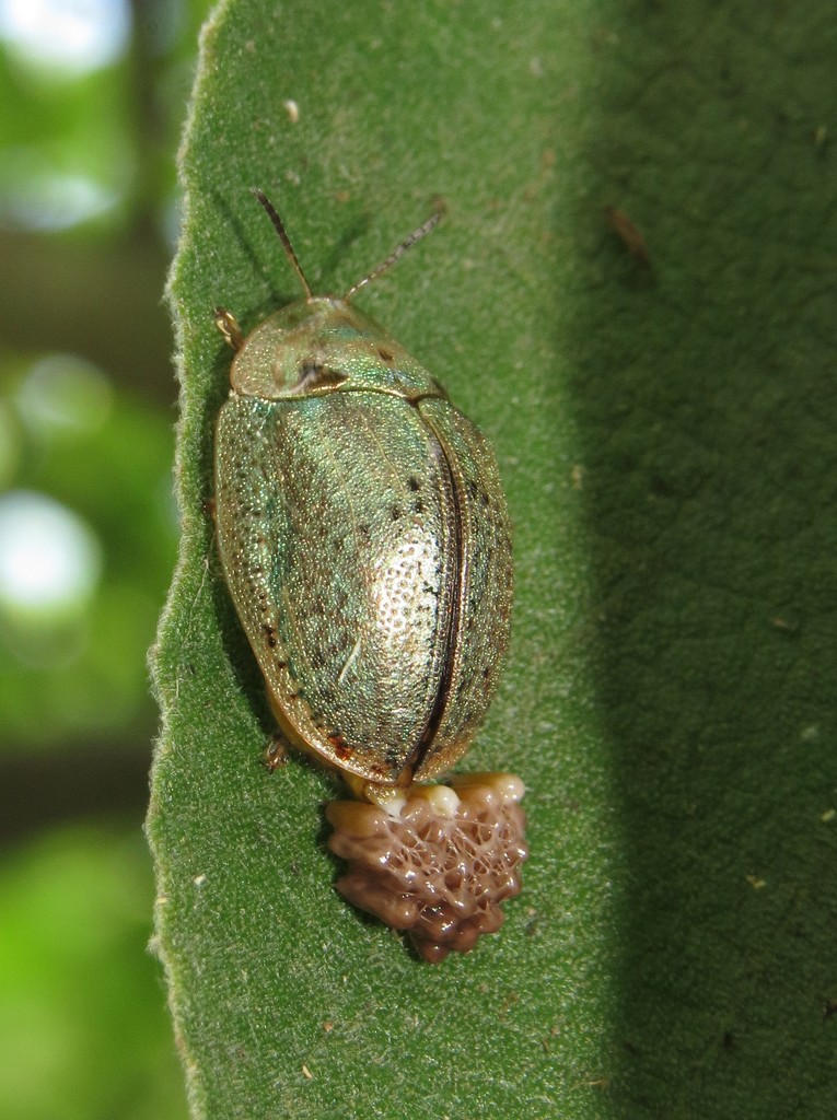Wild Olive Tortoise Beetle from Edinburg, TX, USA on September 25, 2018 ...