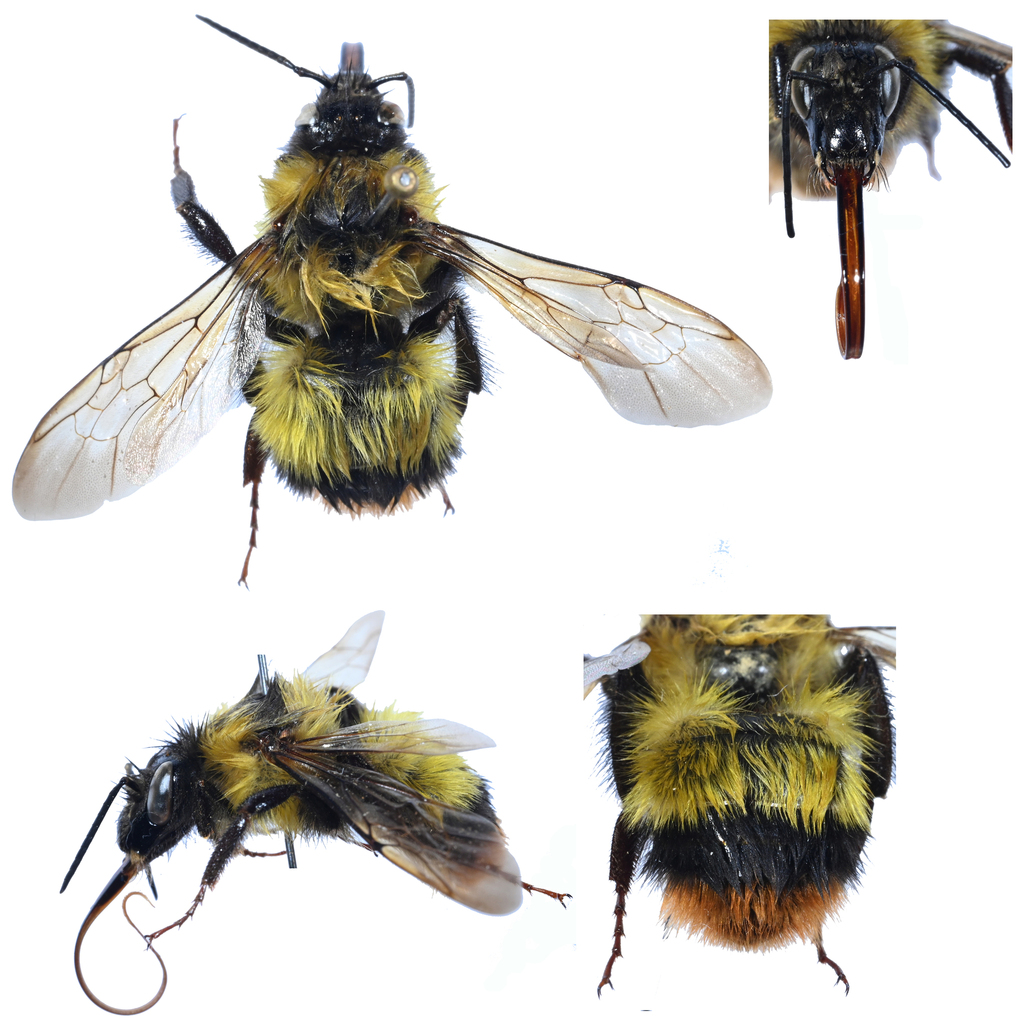 Bumble Bees from 中国湖北省神农架林区野马河 on August 31, 2020 at 08:59 PM by ...