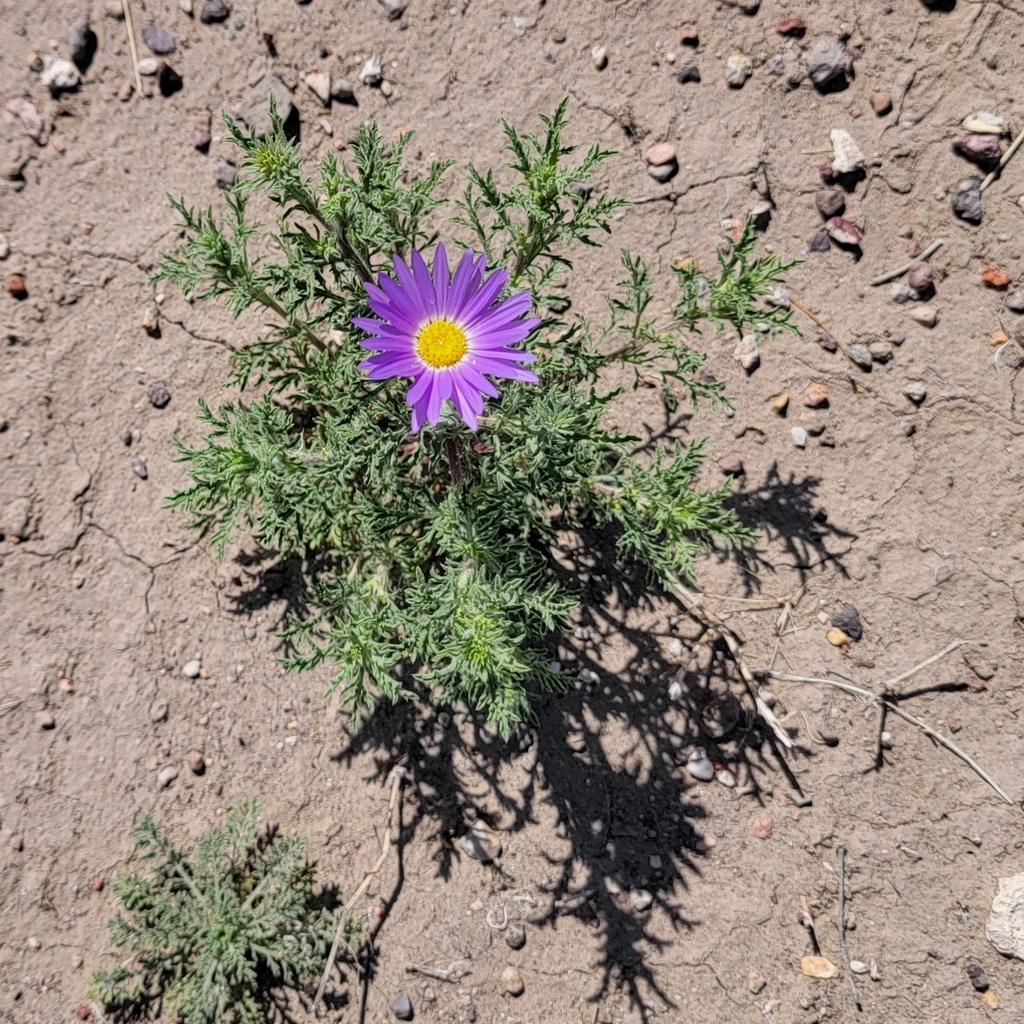 Tahoka daisy from Shafter, TX 79843, USA on April 7, 2023 at 04:28 PM ...