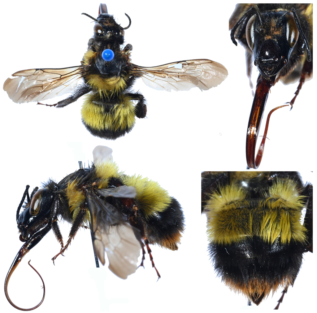 Bumble Bees from 中国湖北省神农架林区野马河 on August 31, 2020 at 08:59 PM by ...