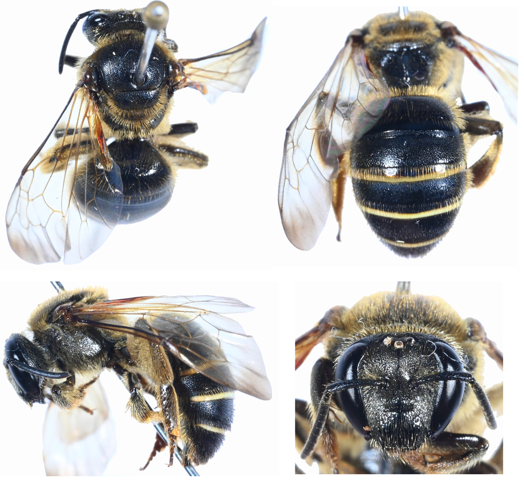 Forest-Nomia Bees from 中国湖北省神农架林区天生桥 on September 01, 2020 at 08:59 PM by hilyshao · iNaturalist