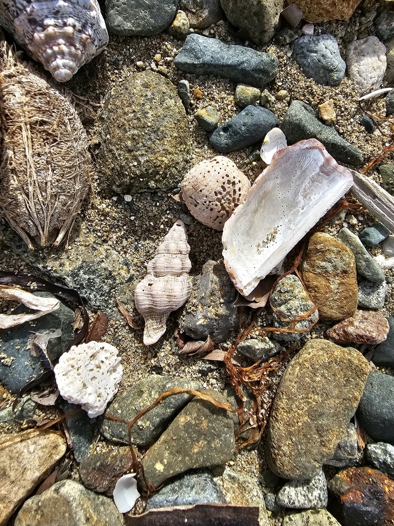 Tulip and Spindle Shells from Puerto Rico on April 07, 2023 at 03:42 PM ...