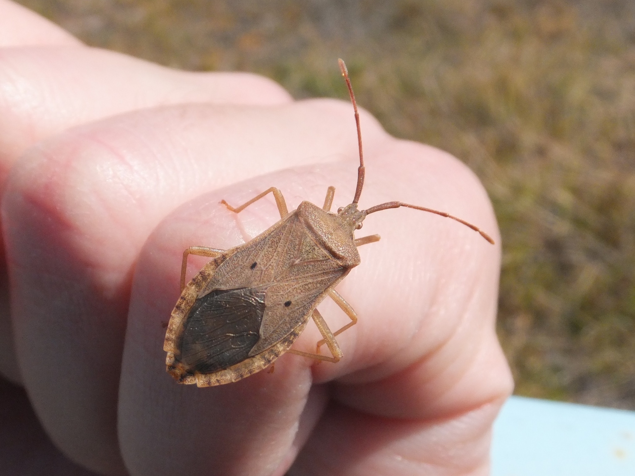 Homoeocerus Burmeister, 1835