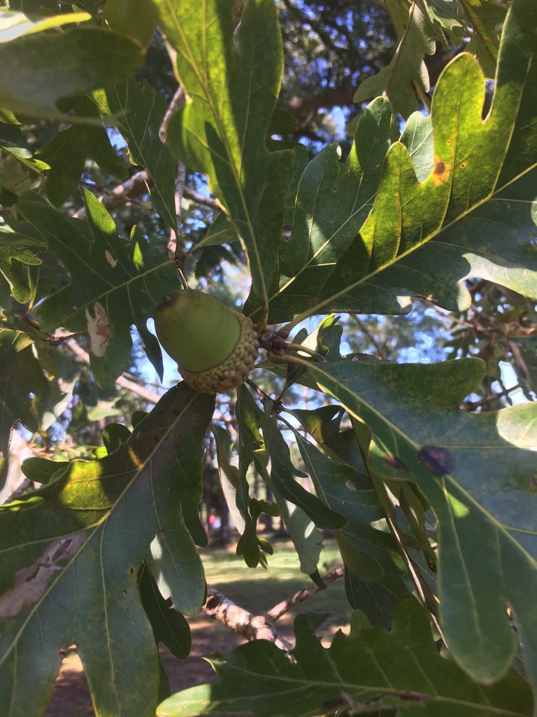 white oak from Sam Houston National Forest, Coldspring, TX, US on ...