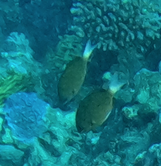 Chromis pembae Smith, 1960