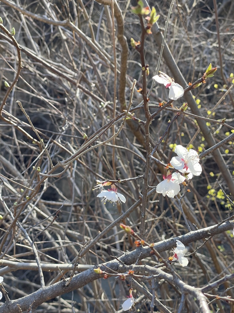 Prunus armeniaca ansu from 怀柔区, 北京市, CN on April 8, 2023 at 03:33 PM by ...