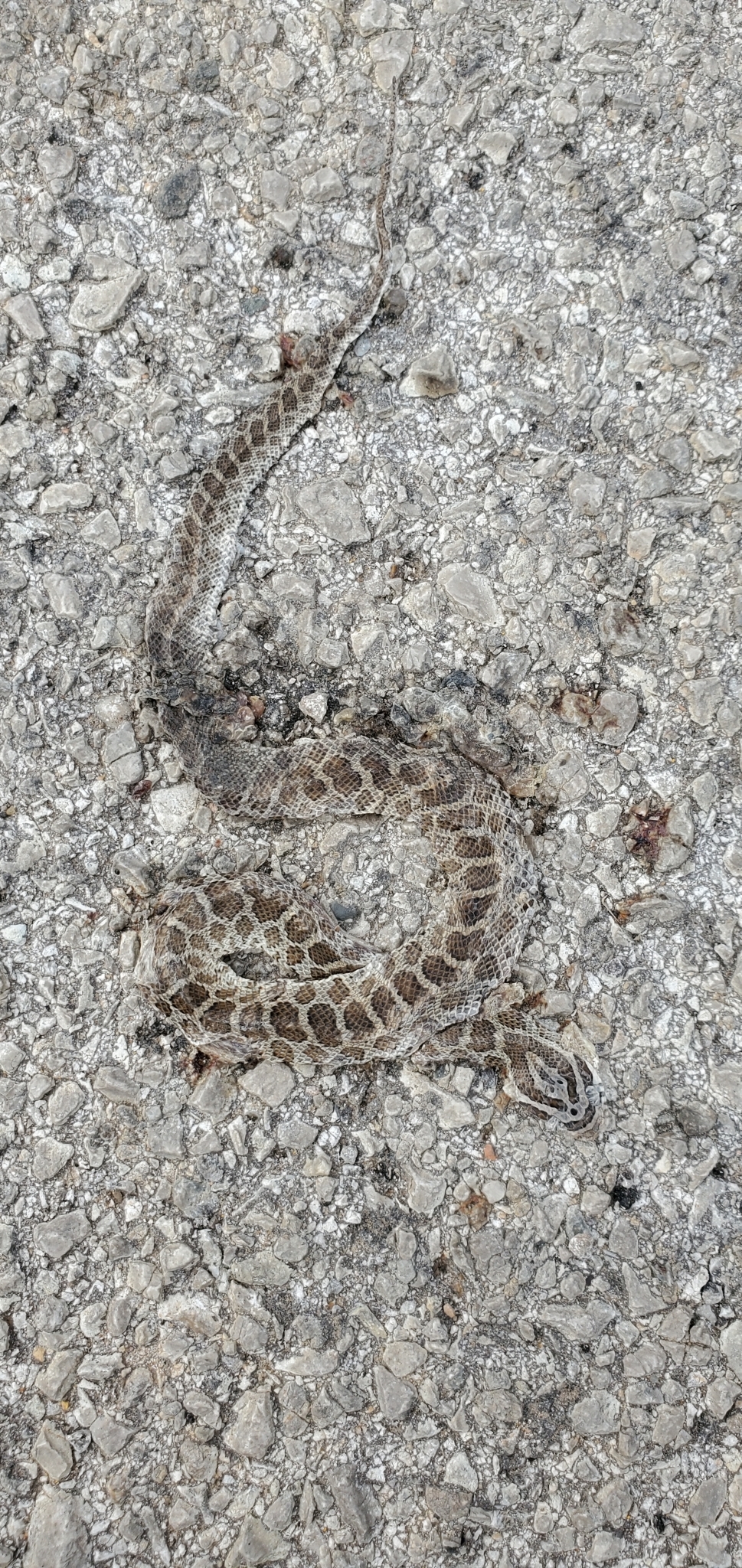 Pantherophis emoryi (Baird & Girard, 1853)