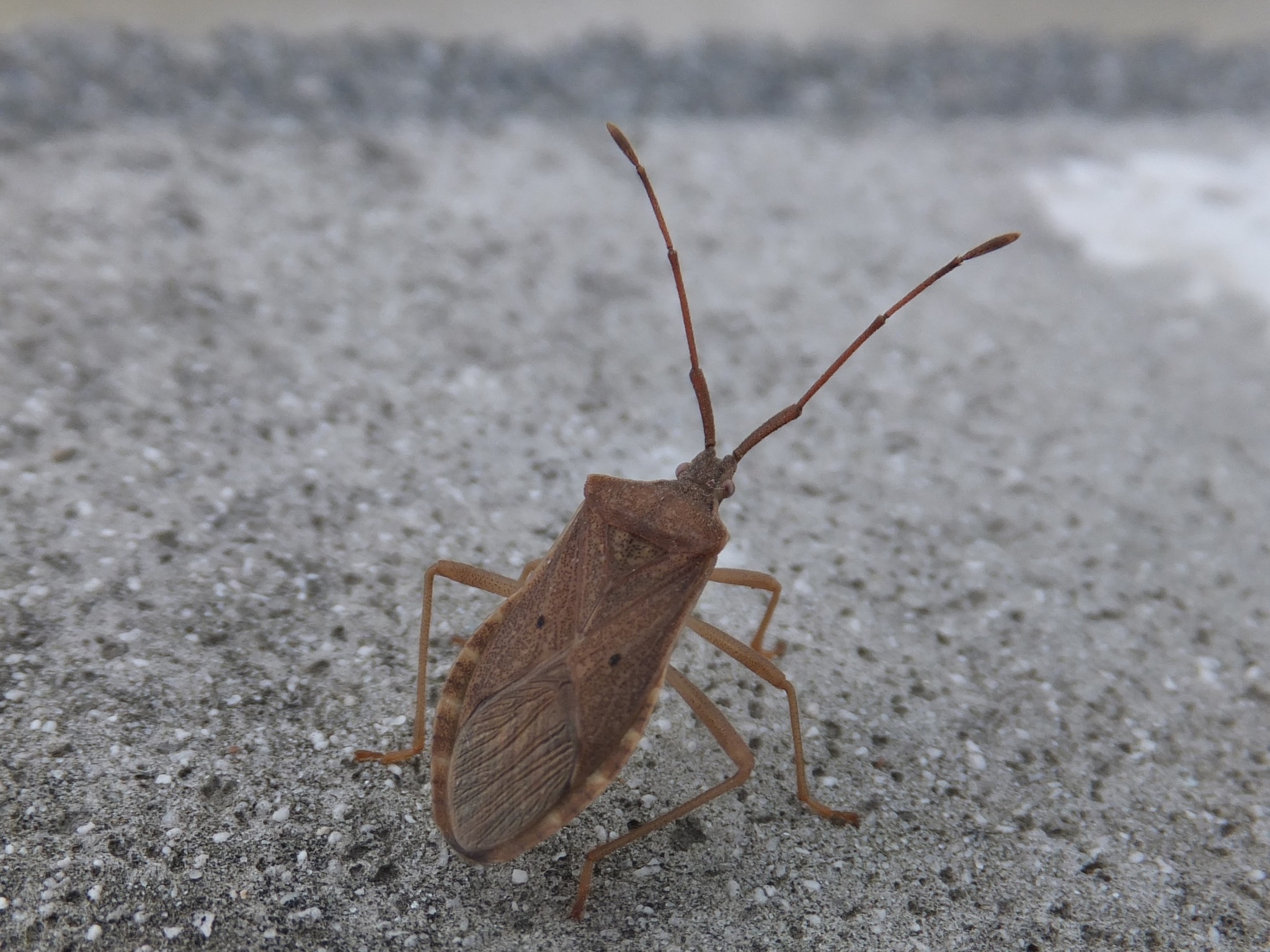 Homoeocerus Burmeister, 1835