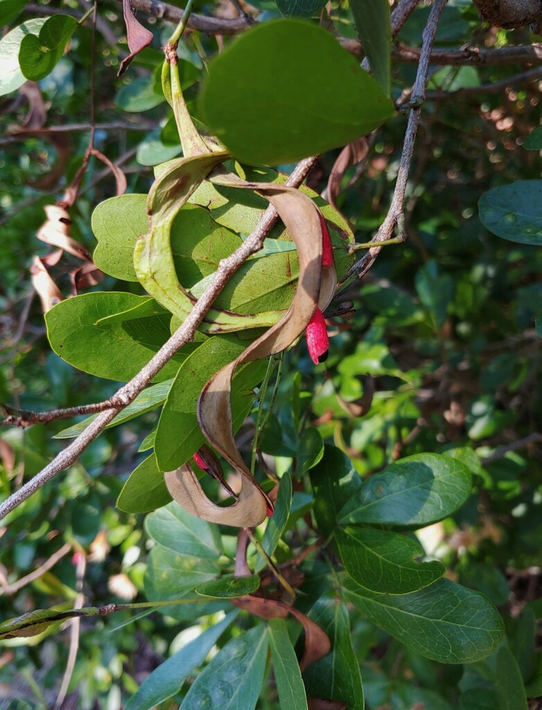 Blackbead from Key West, FL 33040, USA on December 13, 2022 at 11:15 AM ...