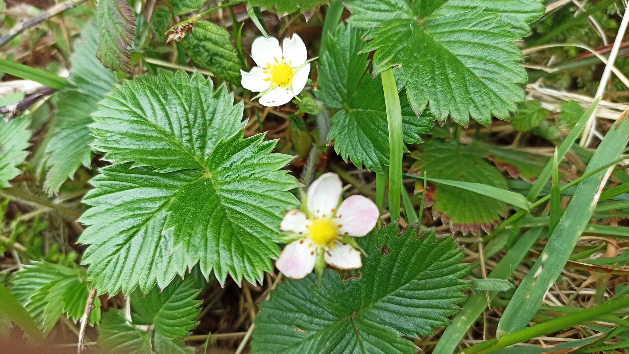 Fragaria vesca subsp. vesca