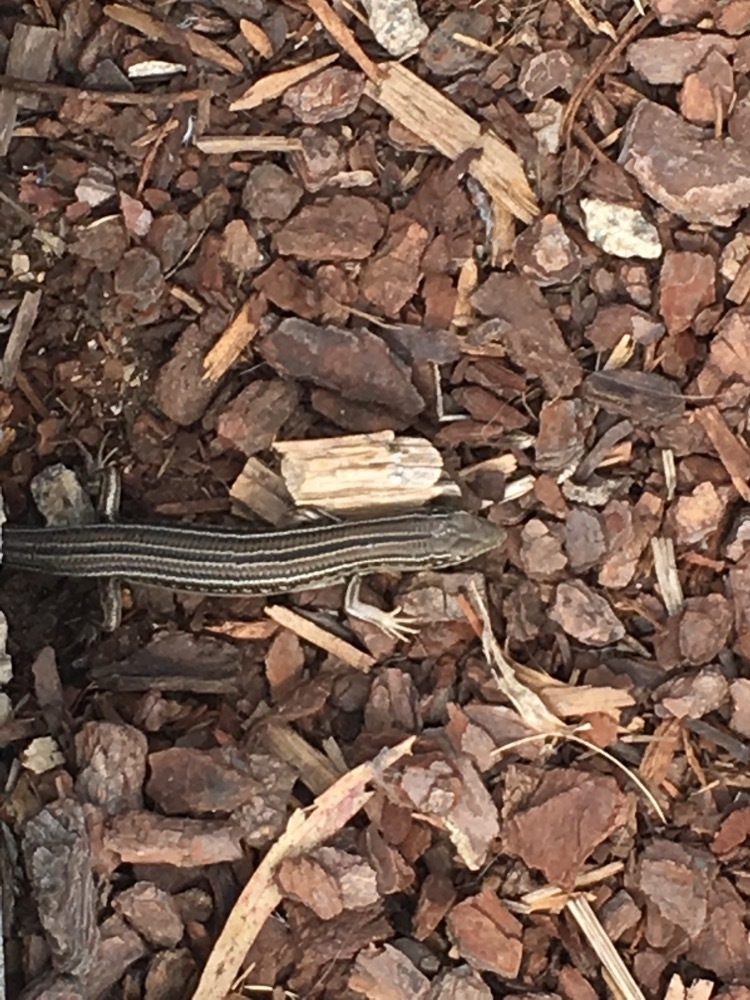 Ctenotus Skinks in October 2018 by QuestaGame. Sighting and photos (c ...