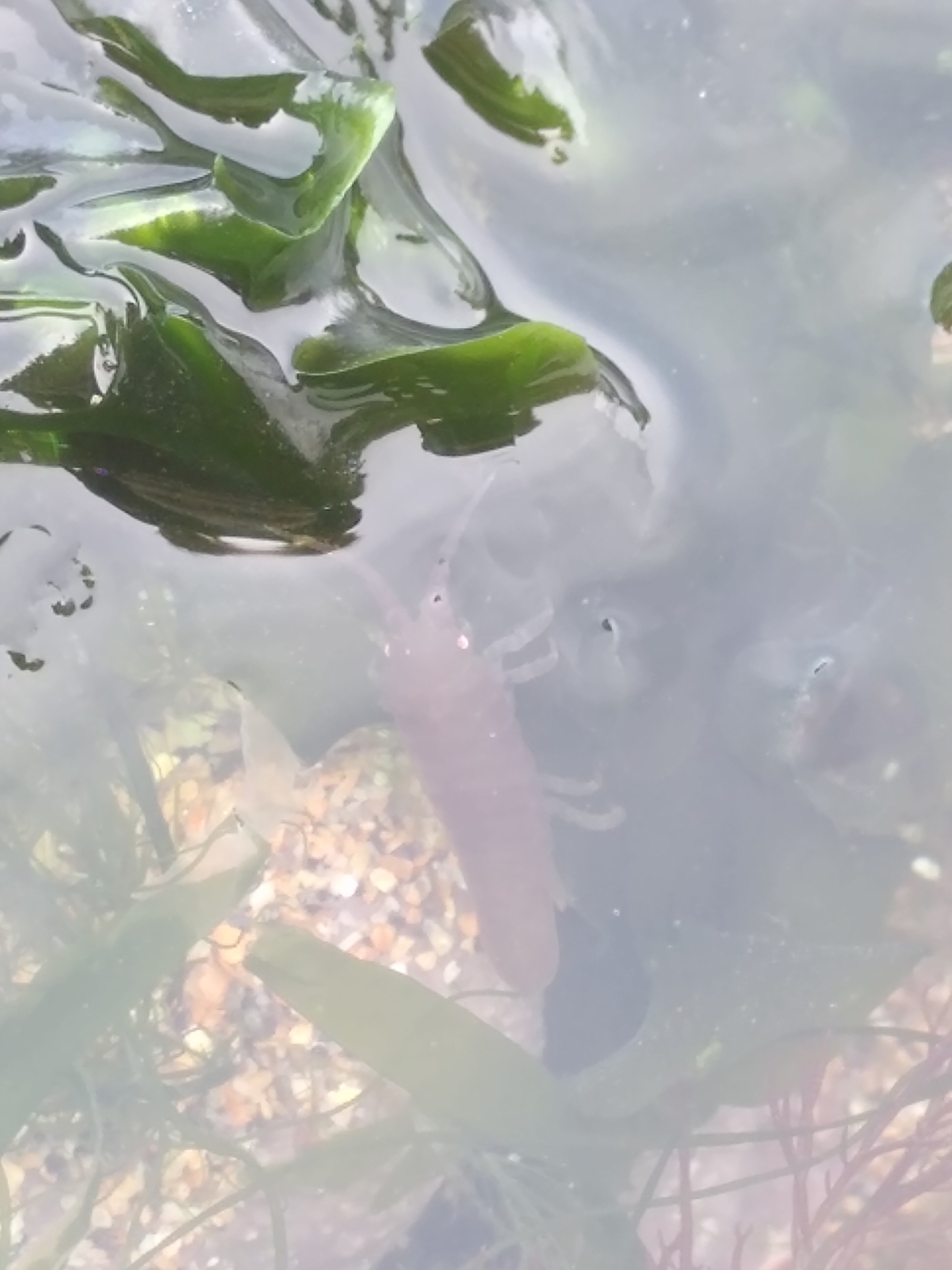 Idotea granulosa Rathke, 1843