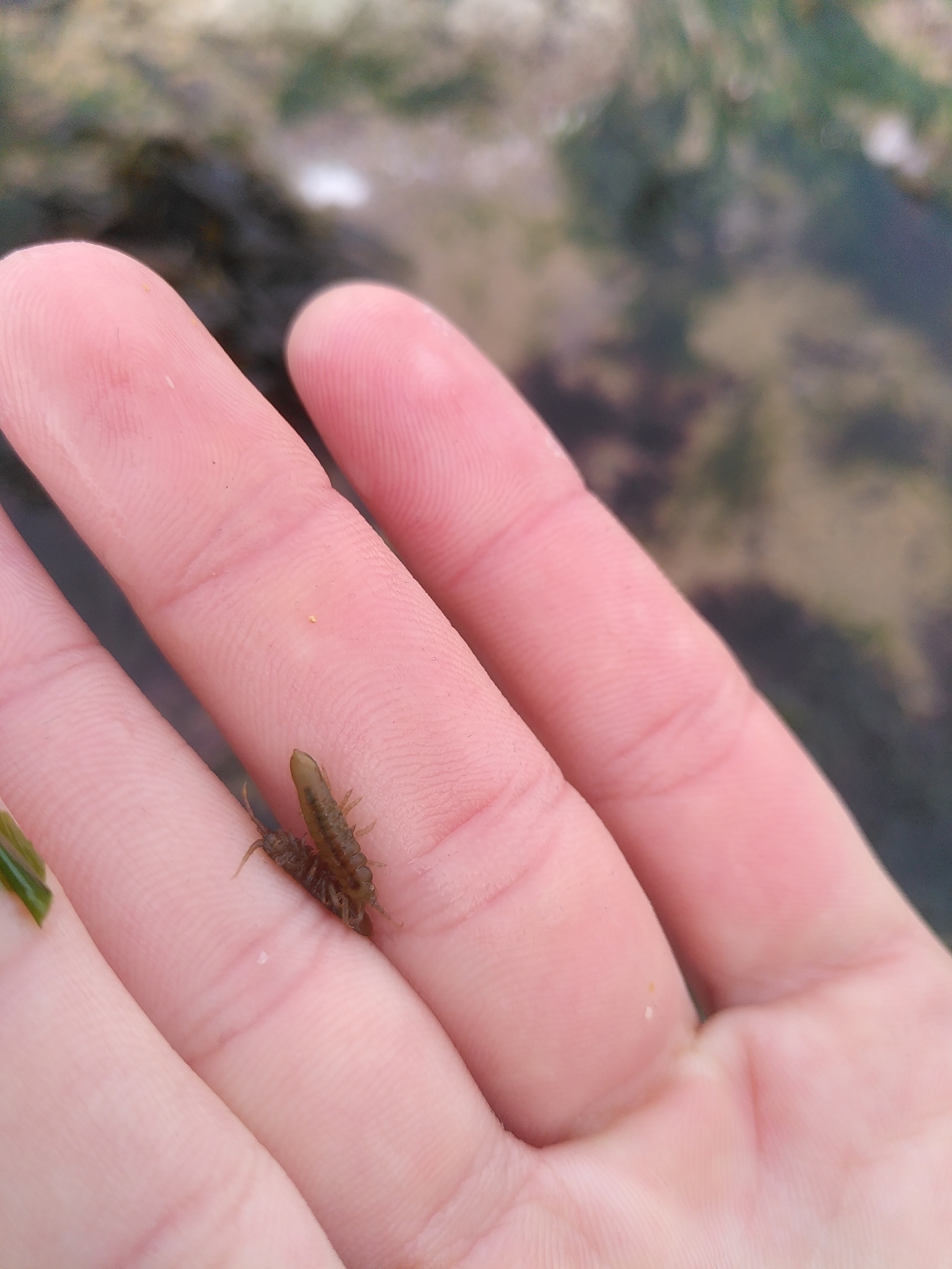 Idotea granulosa Rathke, 1843