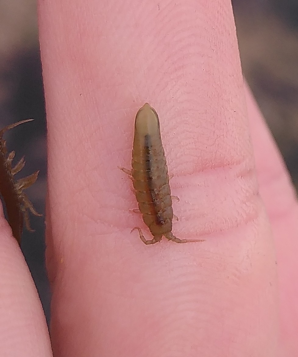 Idotea granulosa Rathke, 1843