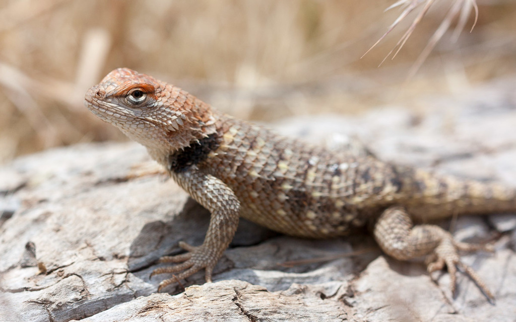 Yellow-backed Spiny Lizard from Utah, United States on June 8, 2011 by ...