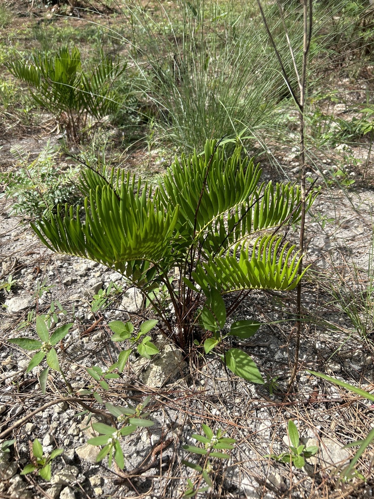Coontie from N Waterway Dr, Miami, FL, US on April 8, 2023 at 10:57 AM ...