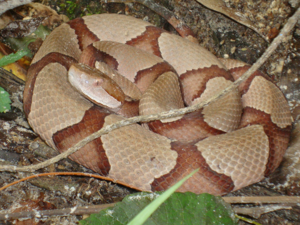 Eastern Copperhead in May 2016 by mikejordan · iNaturalist