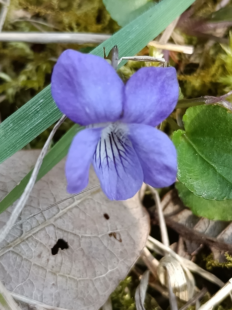 common dog-violet from Sheffield S20, UK on April 08, 2023 at 04:13 PM ...