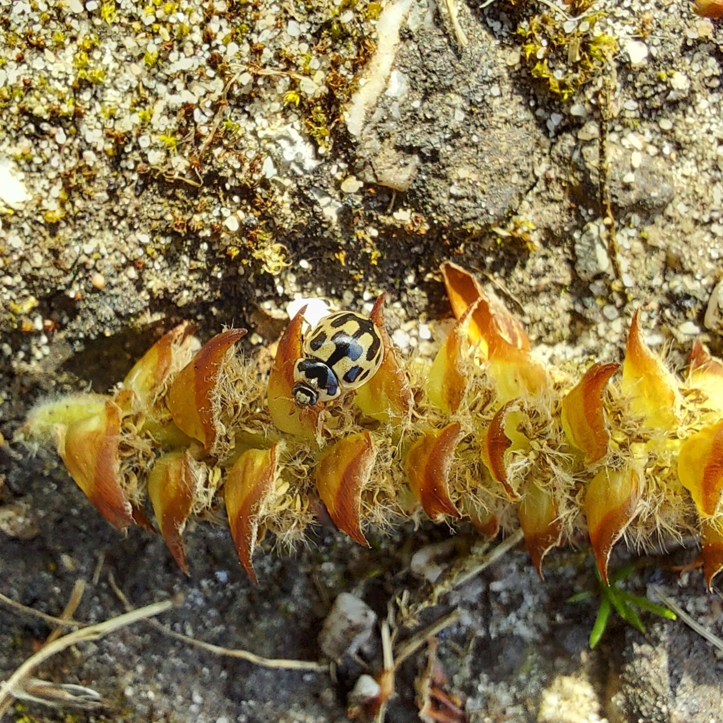 Propylea quatuordecimpunctata (Linnaeus, 1758)