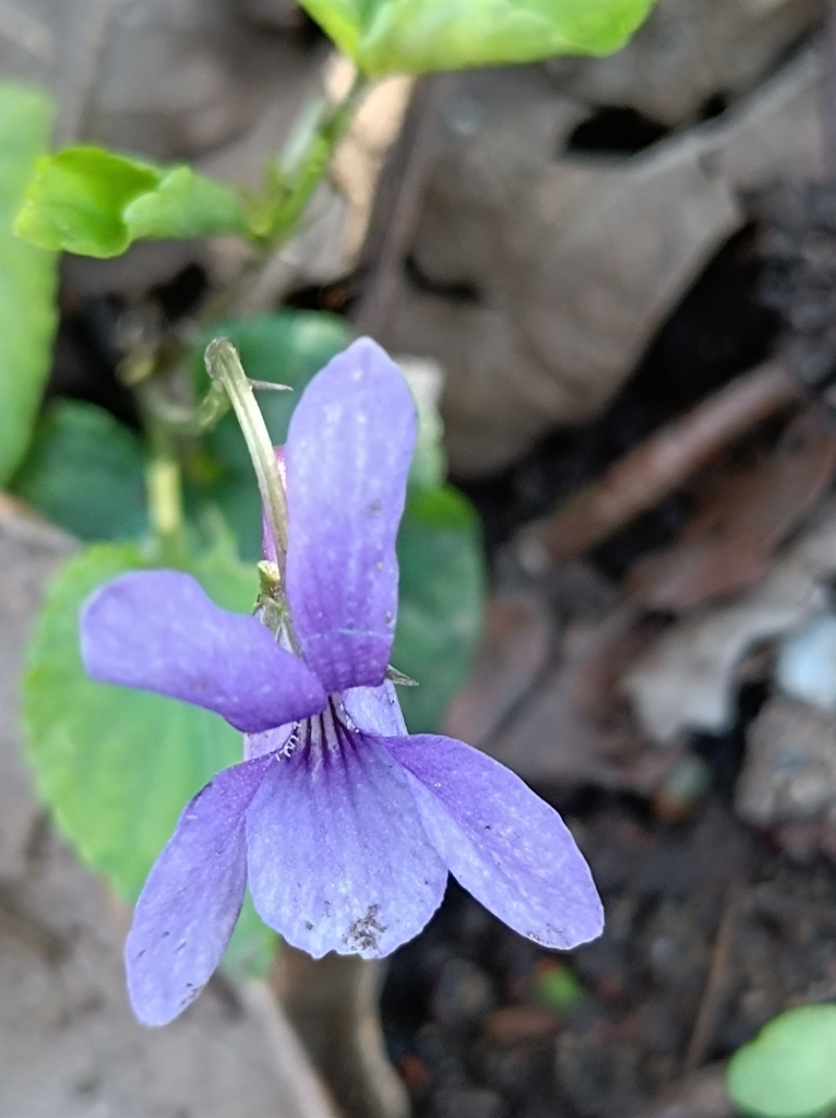 common dog-violet from Sheffield S20, UK on April 08, 2023 at 04:33 PM ...