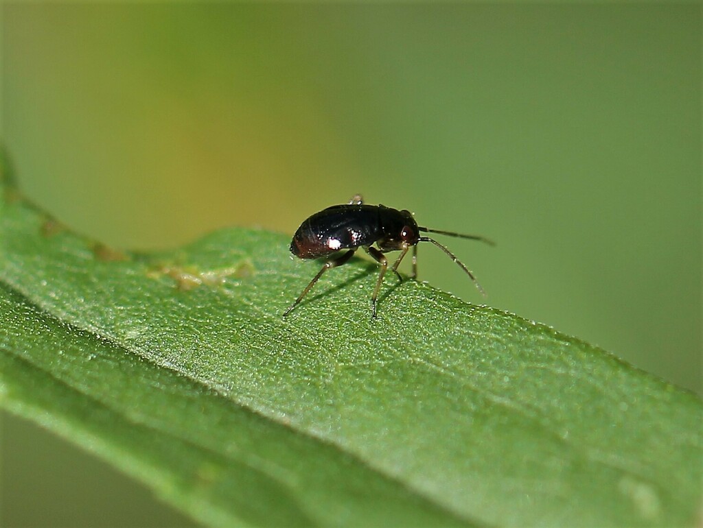Slaterocoris from Prince Edward Island, Canada on July 4, 2016 at 12:02 ...