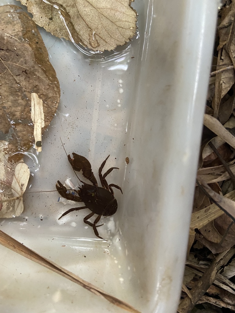 Aegla perobae from São Pedro, SP, BR on August 17, 2022 at 09:48 AM by ...