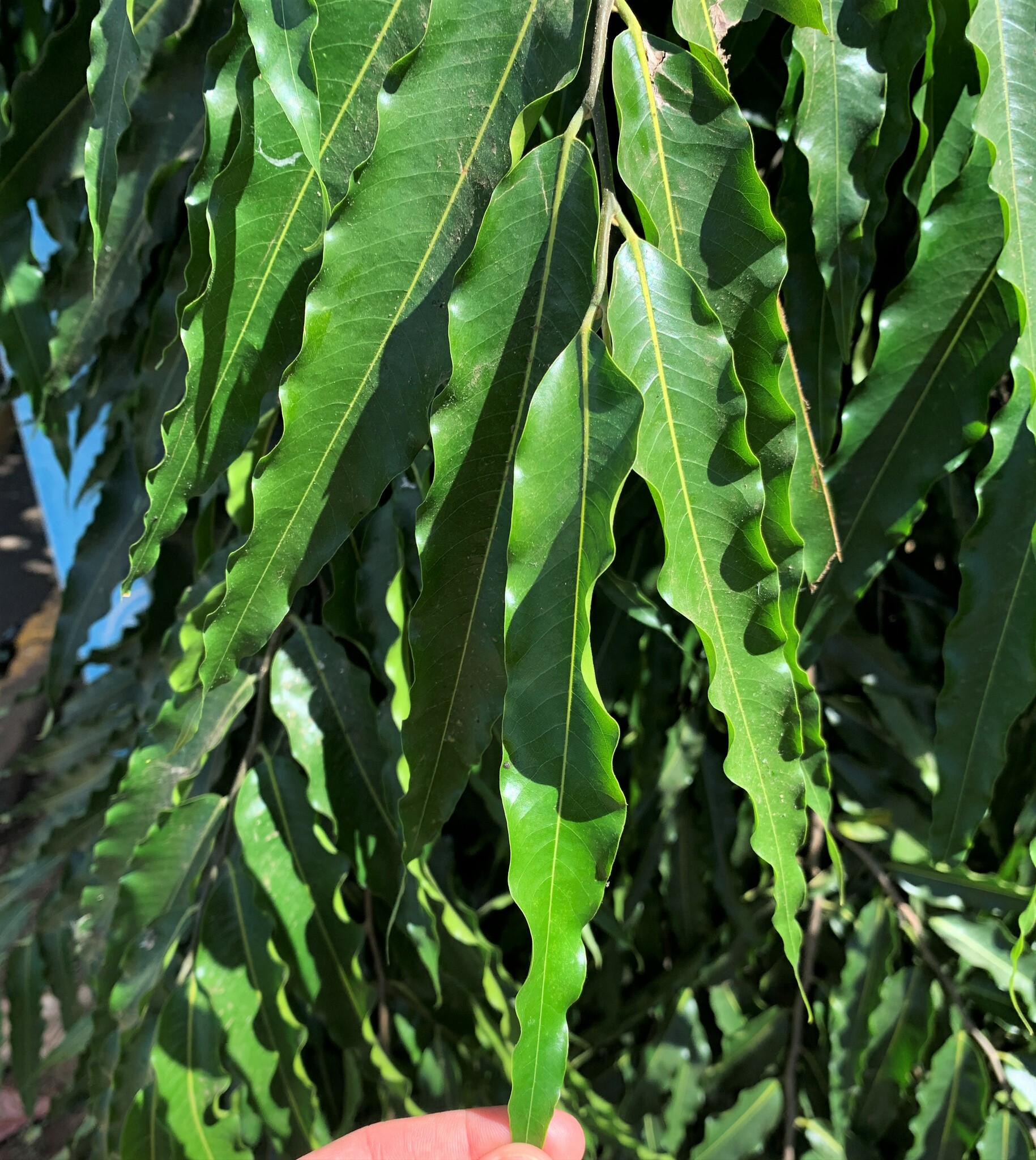 Polyalthia longifolia (Sonn.) Thwaites