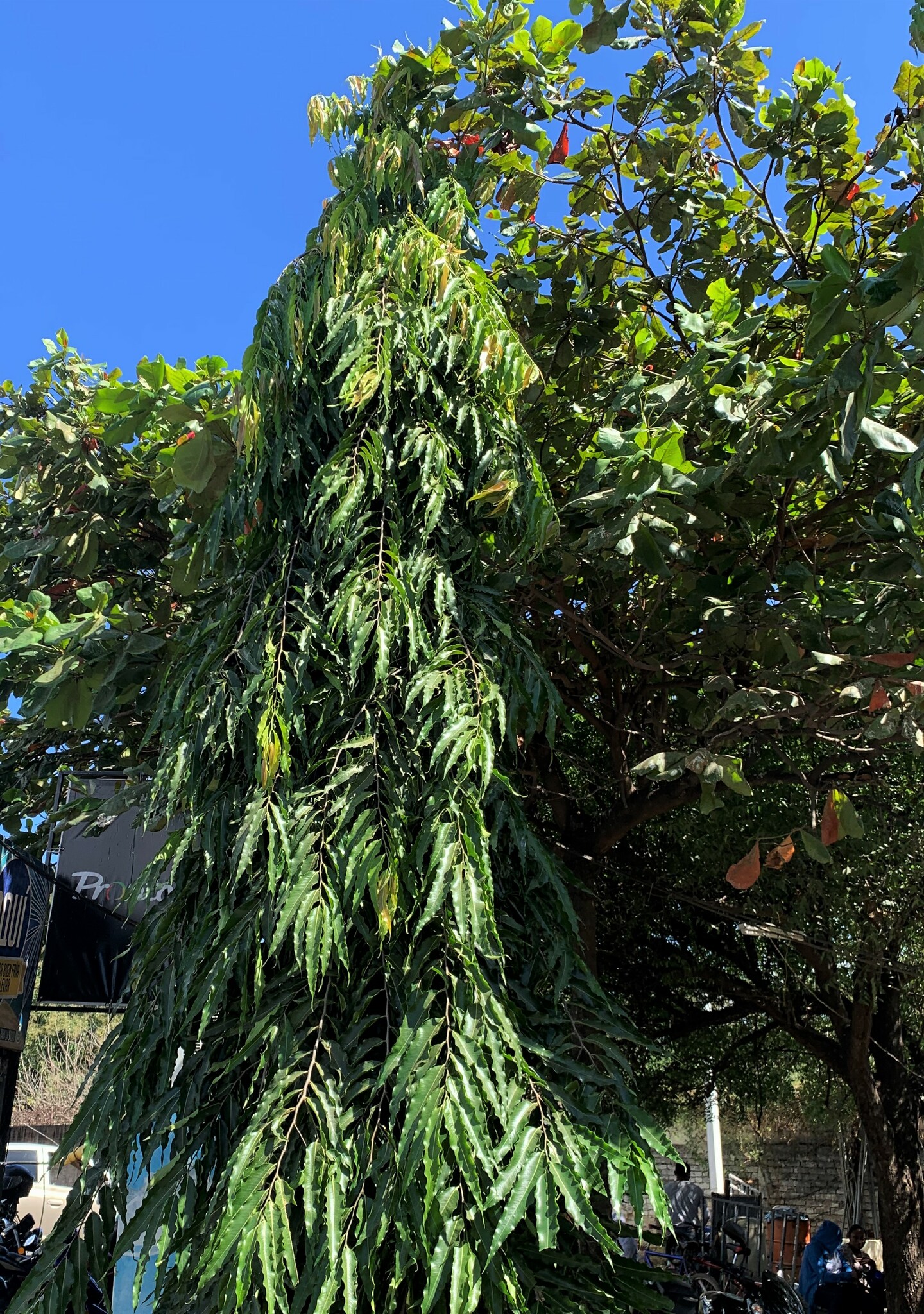 Polyalthia longifolia (Sonn.) Thwaites