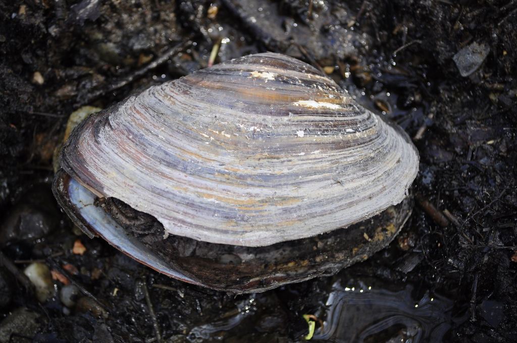 Chinese Pond Mussel from Mikołów, Polska on April 8, 2023 at 11:23 AM ...