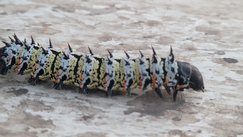 Mopane Worm from Tutume, BW-CE, BW on April 5, 2023 at 06:11 PM by ...