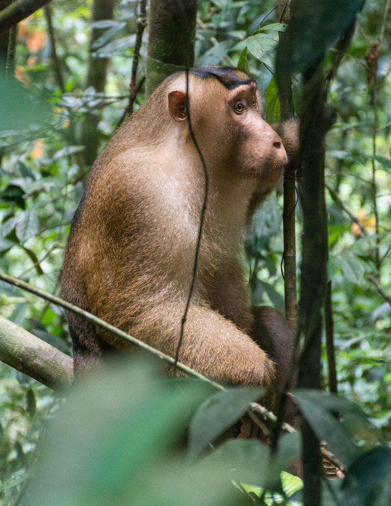 Southern Pig-tailed Macaque in September 2018 by Gareth Fabbro ...