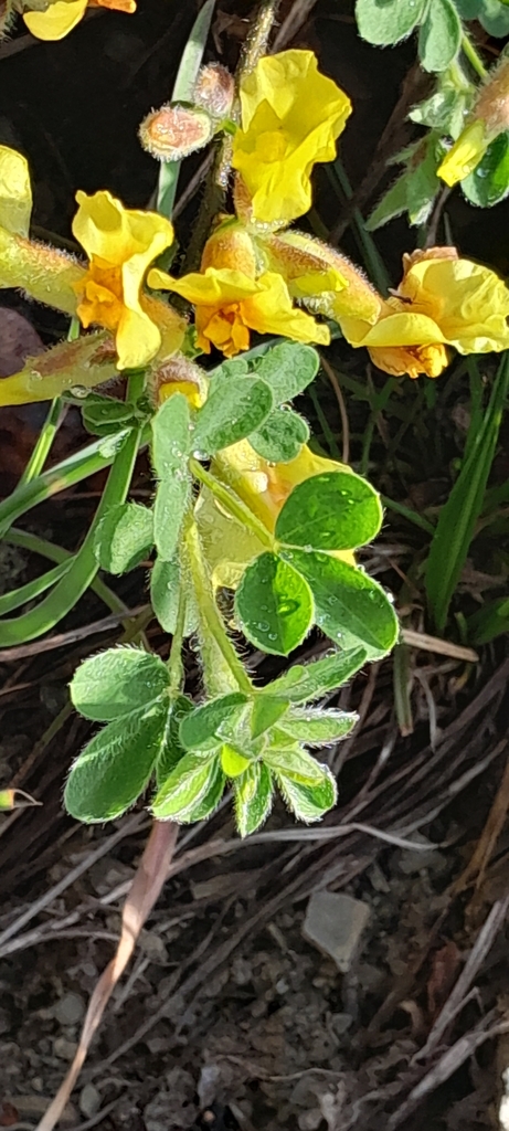 Clustered Broom from 16017 Isola del Cantone GE, Italia on April 8 ...