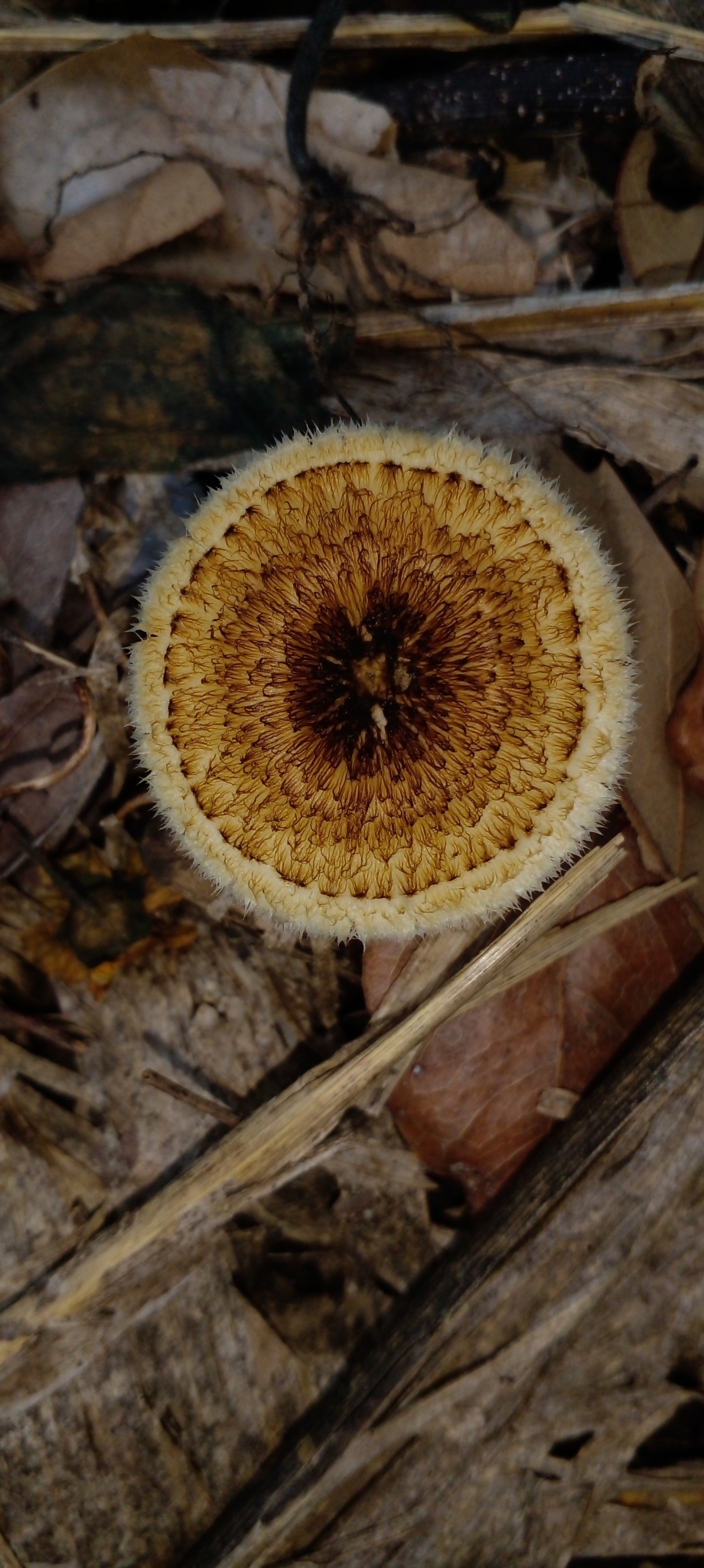Lentinus berteroi (Fr.) Fr.