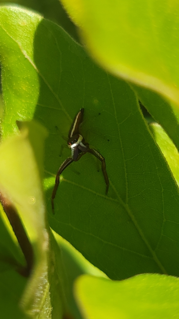 Common Hentz Jumping Spider from Venice, FL 34292, USA on April 8, 2023 ...
