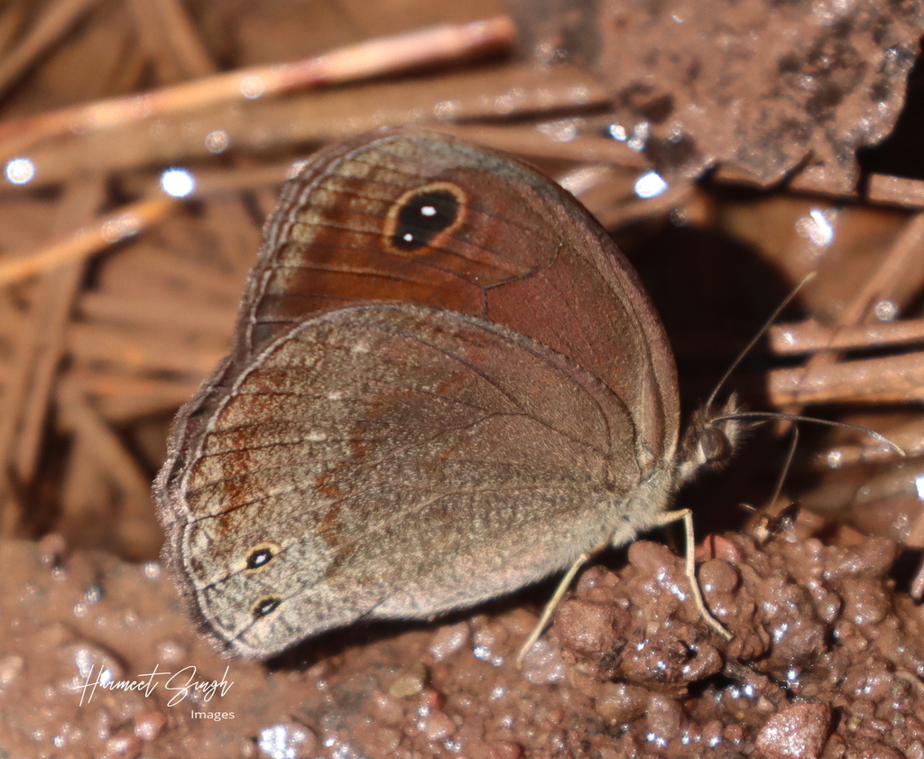 Hybrid Argus from Shimla Division, Himachal Pradesh, India on April 4 ...