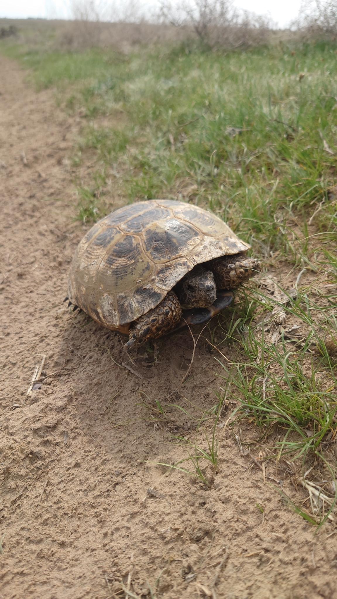 Testudo horsfieldii Gray, 1844