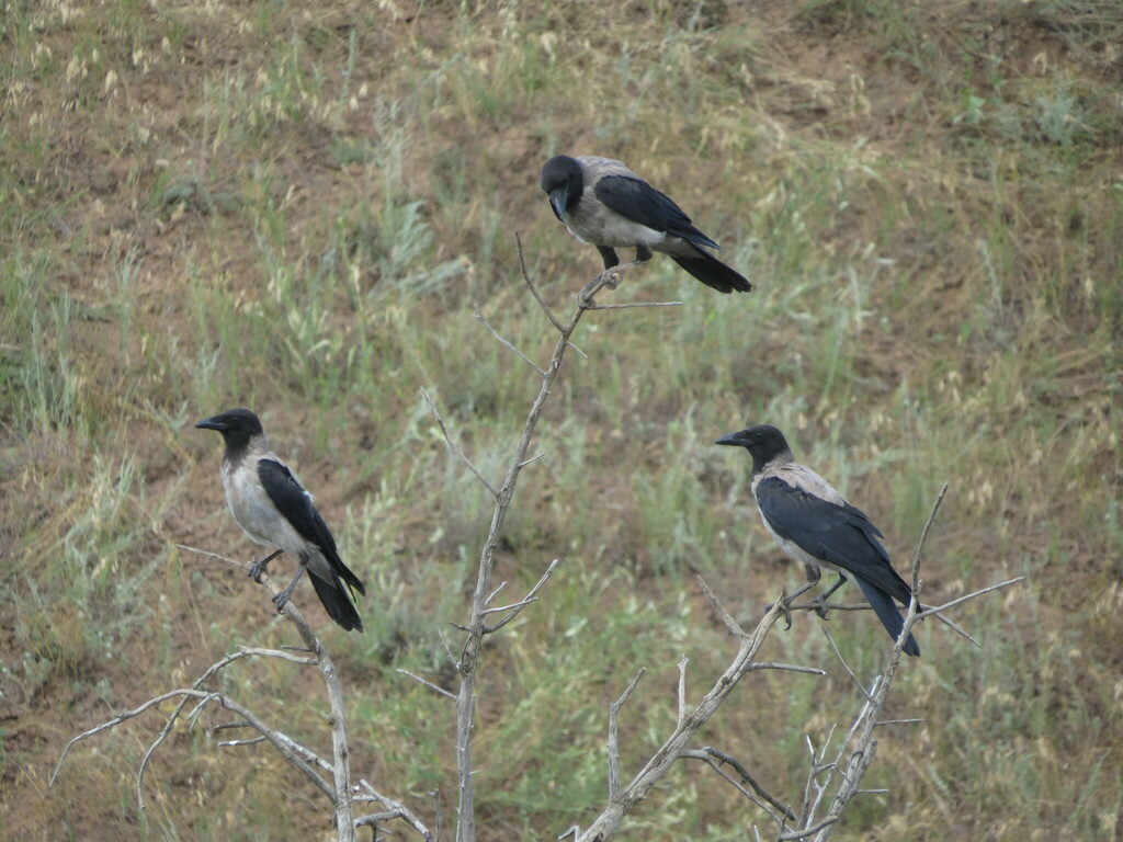 Hooded Crow from Engelssky District, Saratov Oblast, Russia on July 9 ...