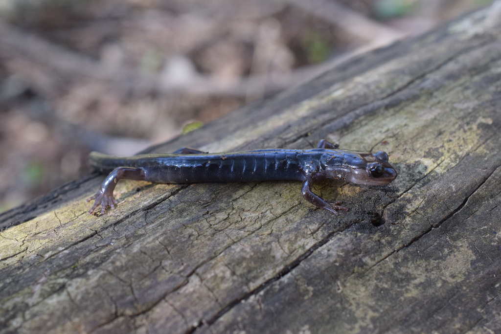 Woodland Salamanders from Great Smoky Mountains, Gatlinburg, TN, US on ...