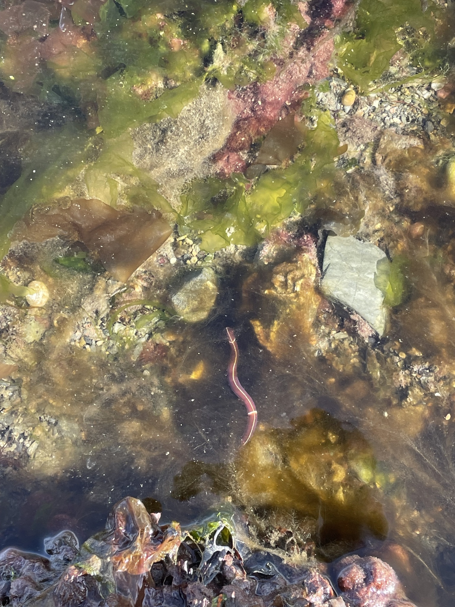 Tubulanus Renier, 1804