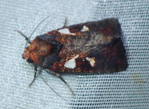 Calymniodes acamas · iNaturalist