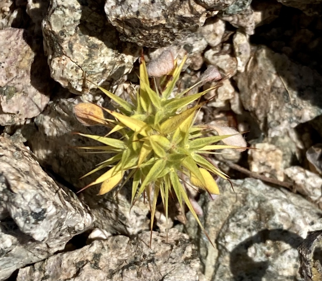 Devil's Spineflower from Ajo, AZ, US on April 08, 2023 at 09:33 AM by ...