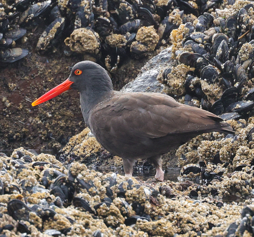 Observations by mrp123 · iNaturalist