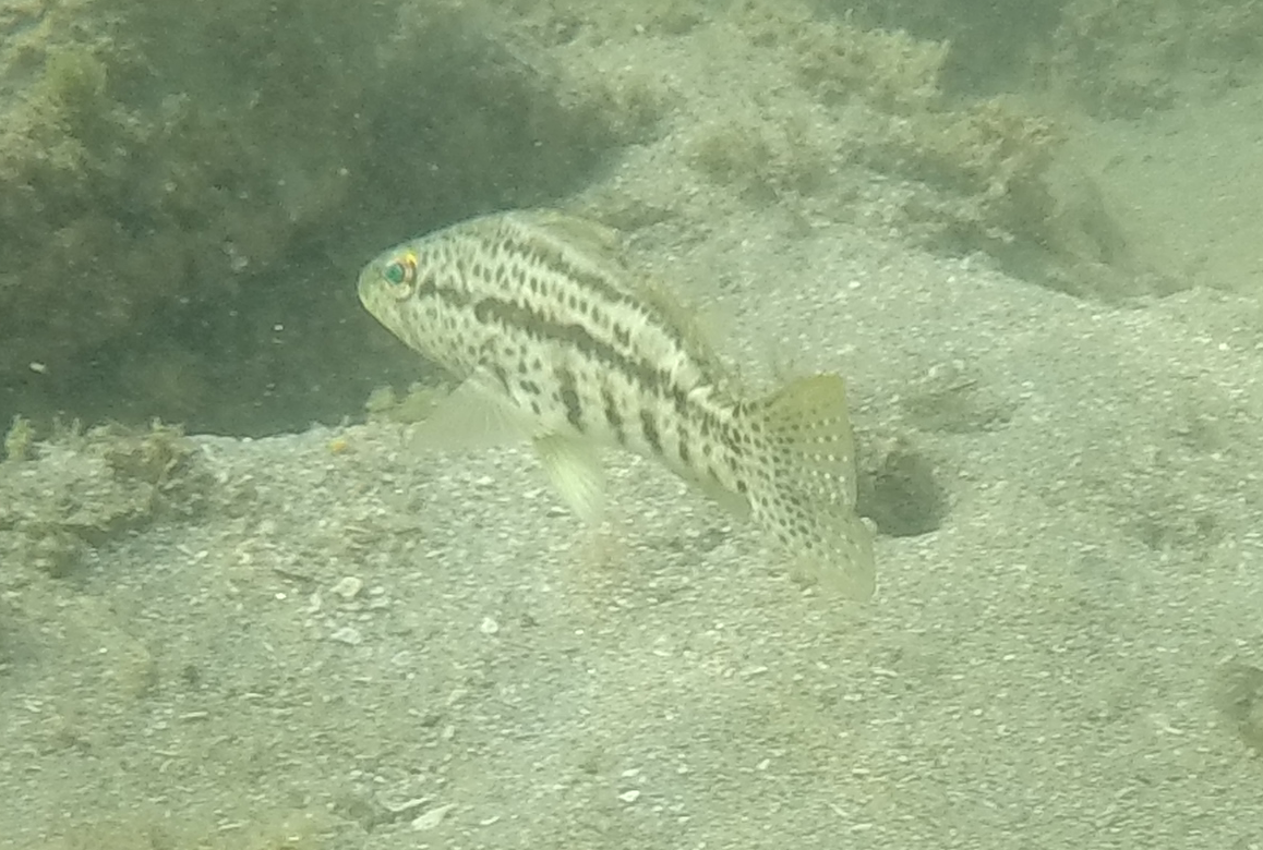 Spotted Sand Bass
