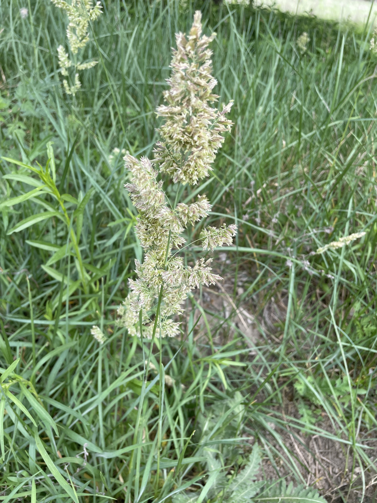 Poa arachnifera Torr.