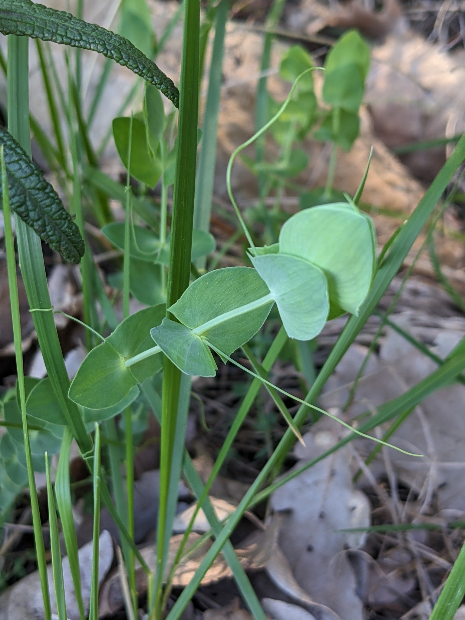 Lathyrus aphaca L.