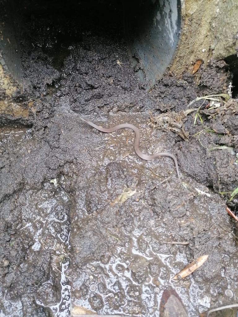 Cape House Snake from Tygerberg Nature Reserve on March 20, 2023 at 11: ...