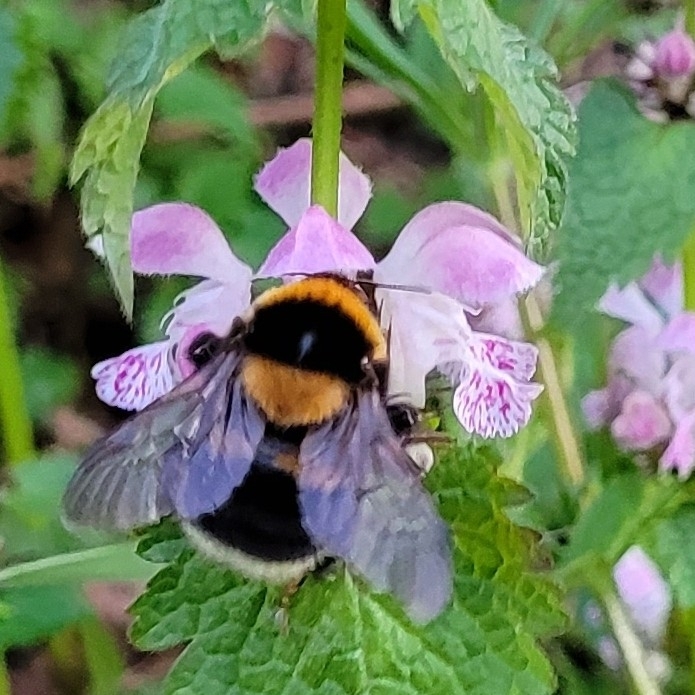 Bombus ruderatus (Fabricius, 1775)
