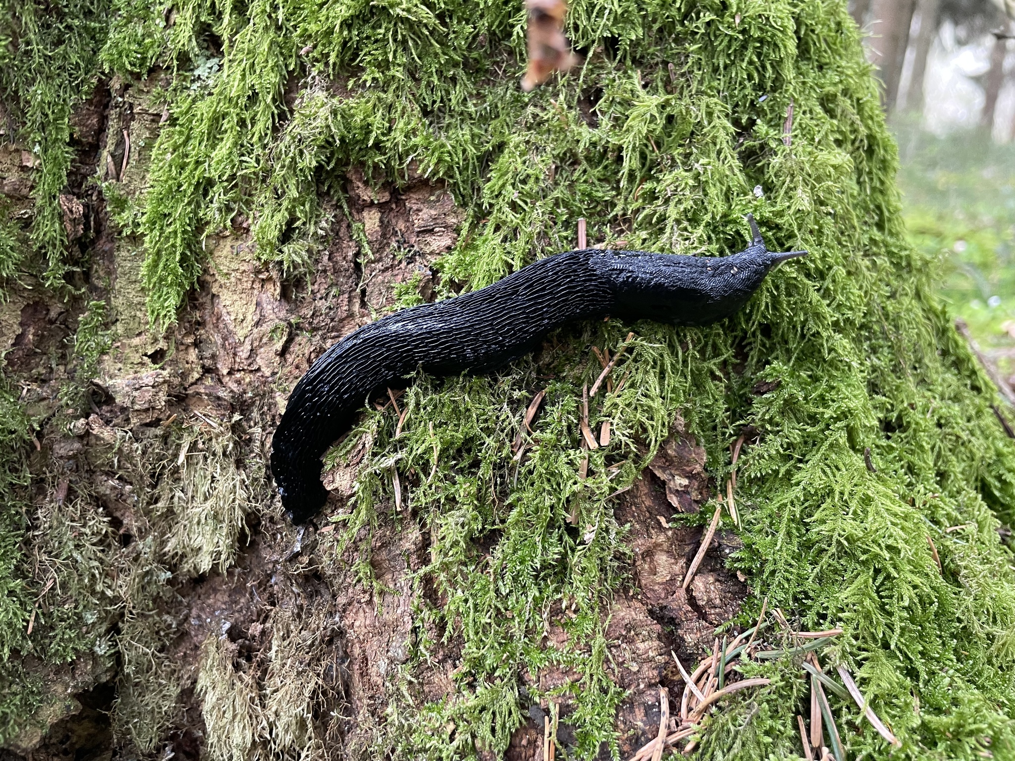 Limax cinereoniger Wolf, 1803