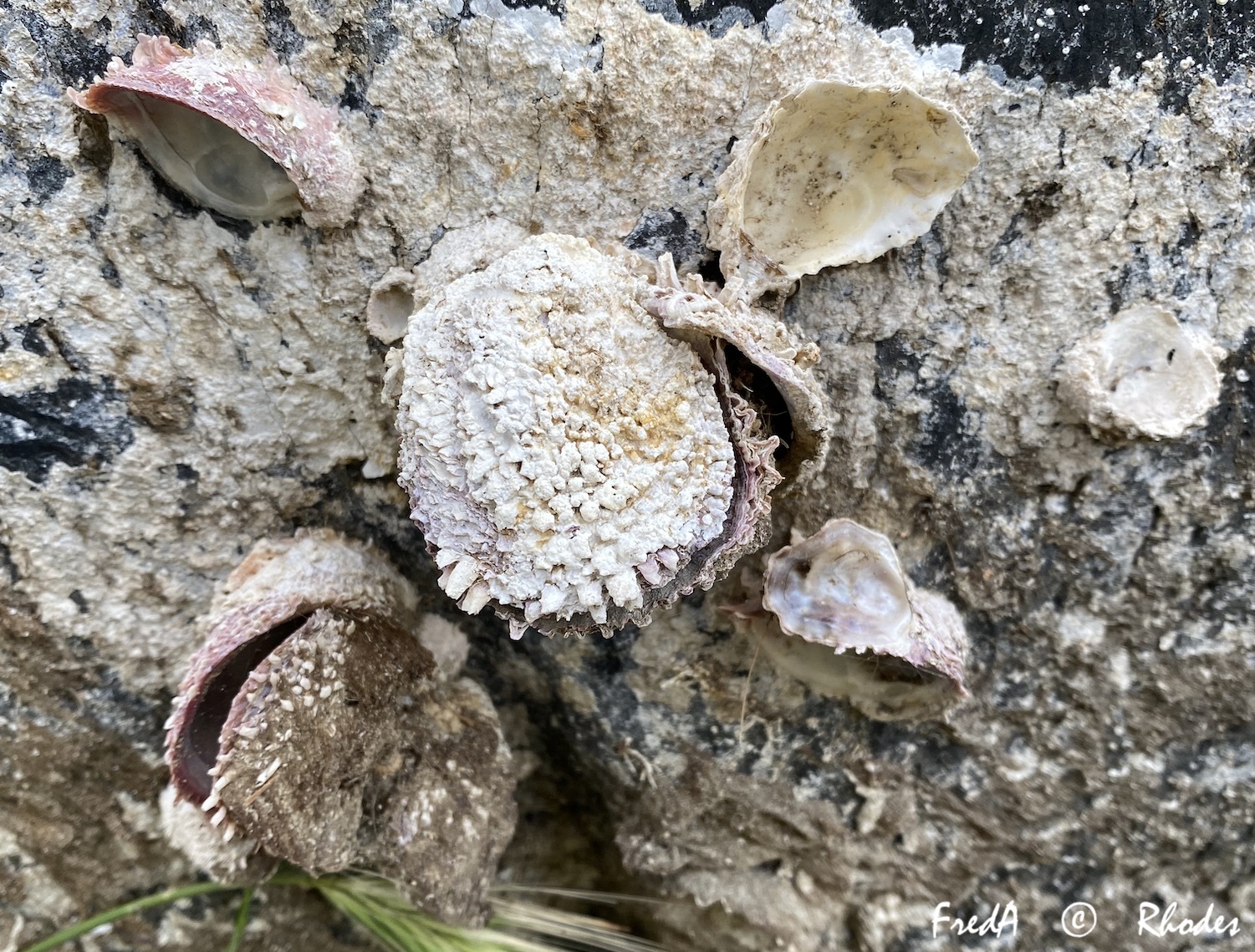 Chama gryphoides Linnaeus, 1758